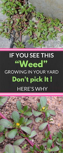 If You See This “Weed” Growing In Your Yard, Don’t Pick It! Here’s Why ...